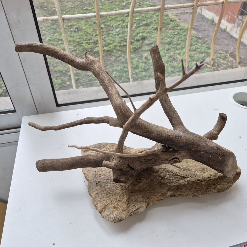 Коряга натуральная на камне