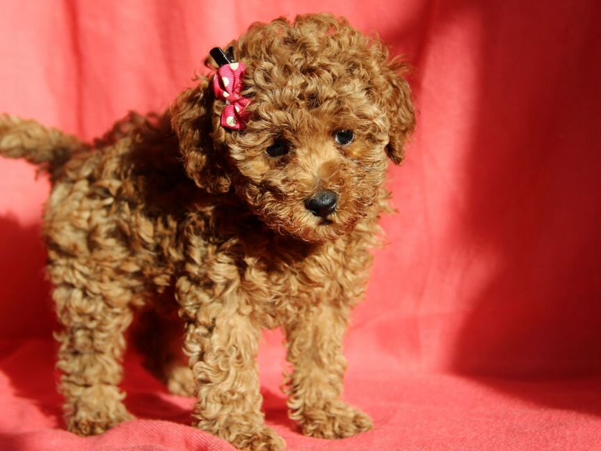 Мальчики пудельки черный и редбраун