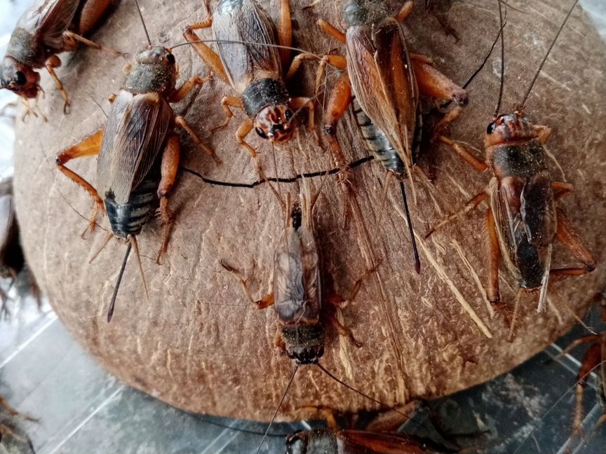 Сверчки банановые, имаго. кормовые. 2,5-3 см