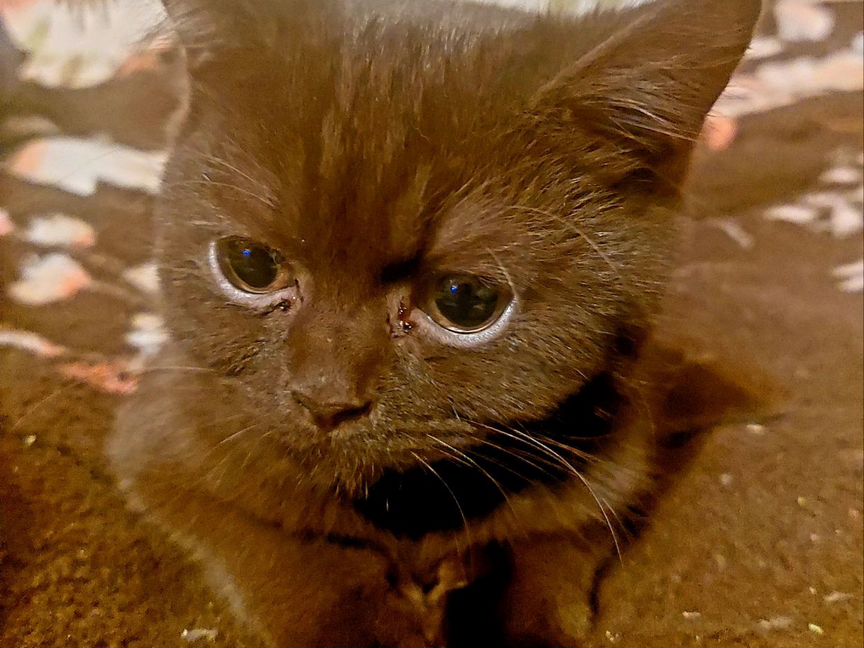 Британские вислоухие котята 4 мес