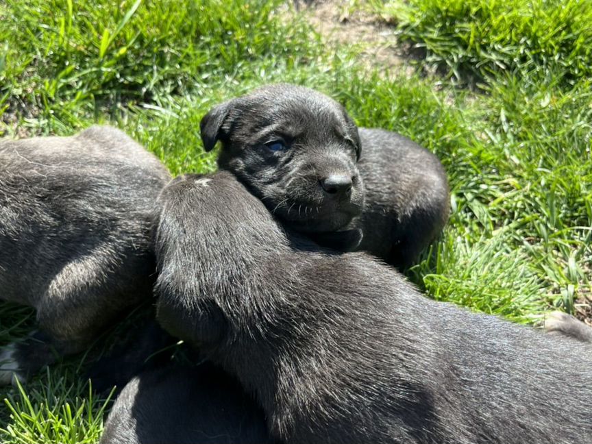 Собаки щенки кане корсо