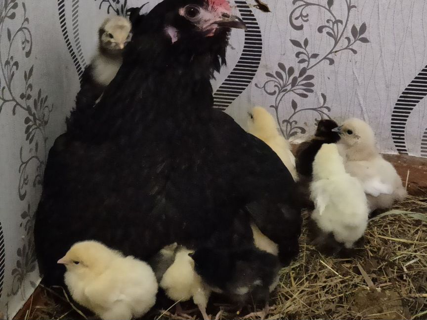 Курица с цыплятами
