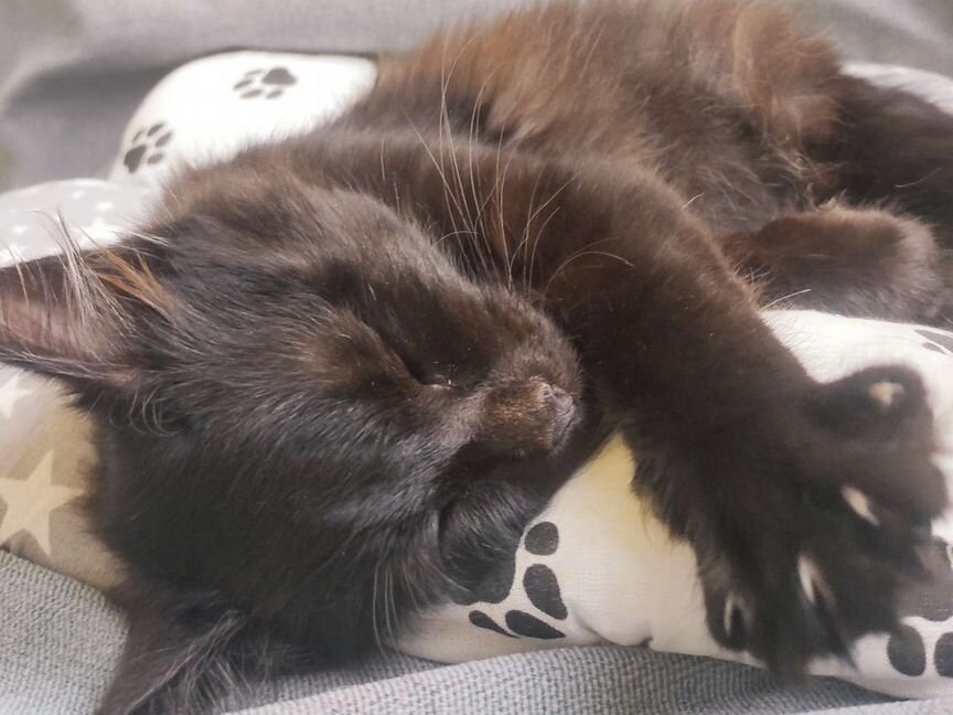 Невероятный Марсик