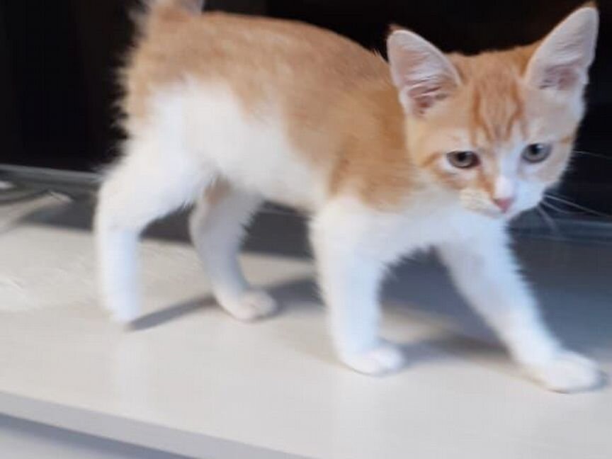 Котёнок Лисена