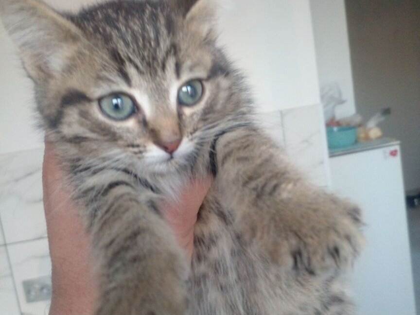 Котята в добрые руки бесплатно