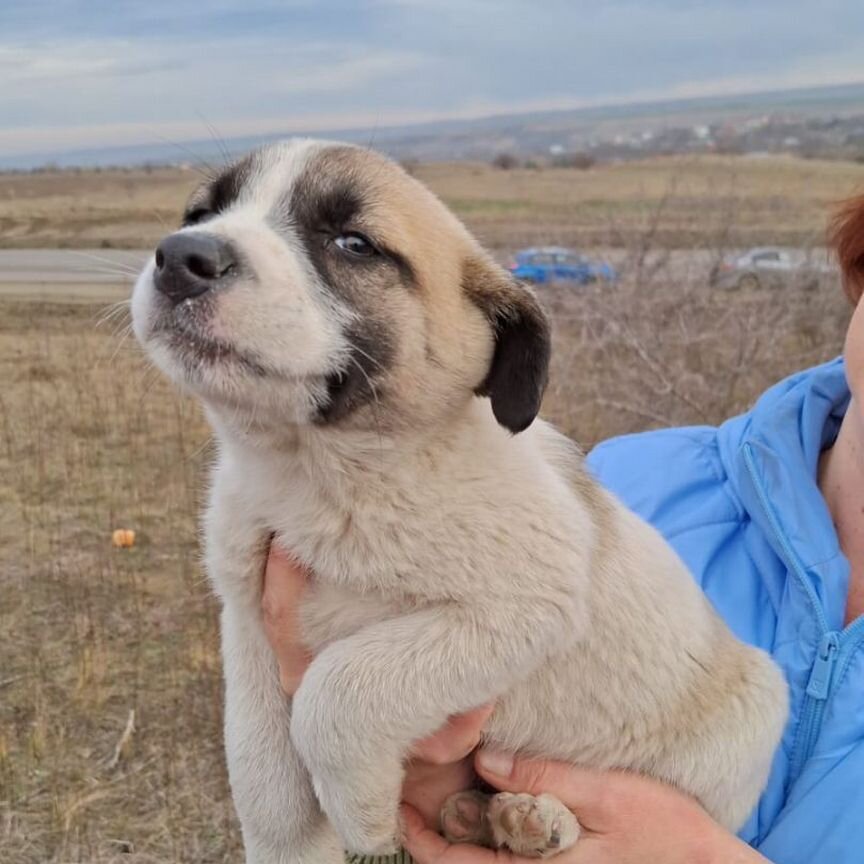 Собака в добрые руки отдам бесплатно