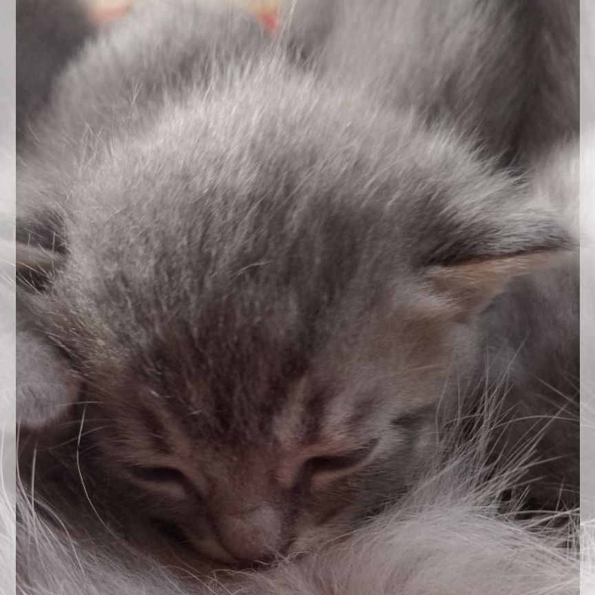 Шотландский вислоухий короткошёрстный котёнок