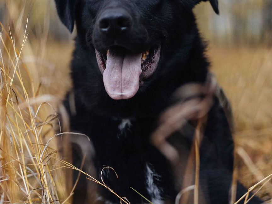 Пес Несквик верит в чудо