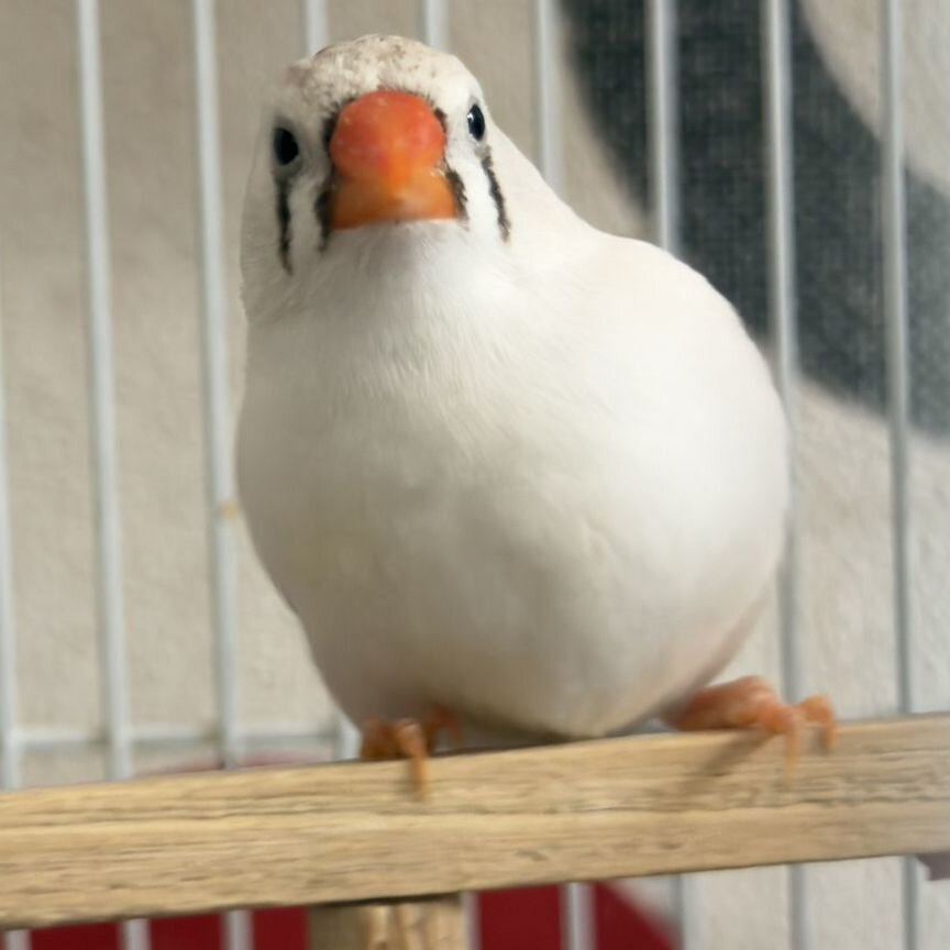 Амадины самка