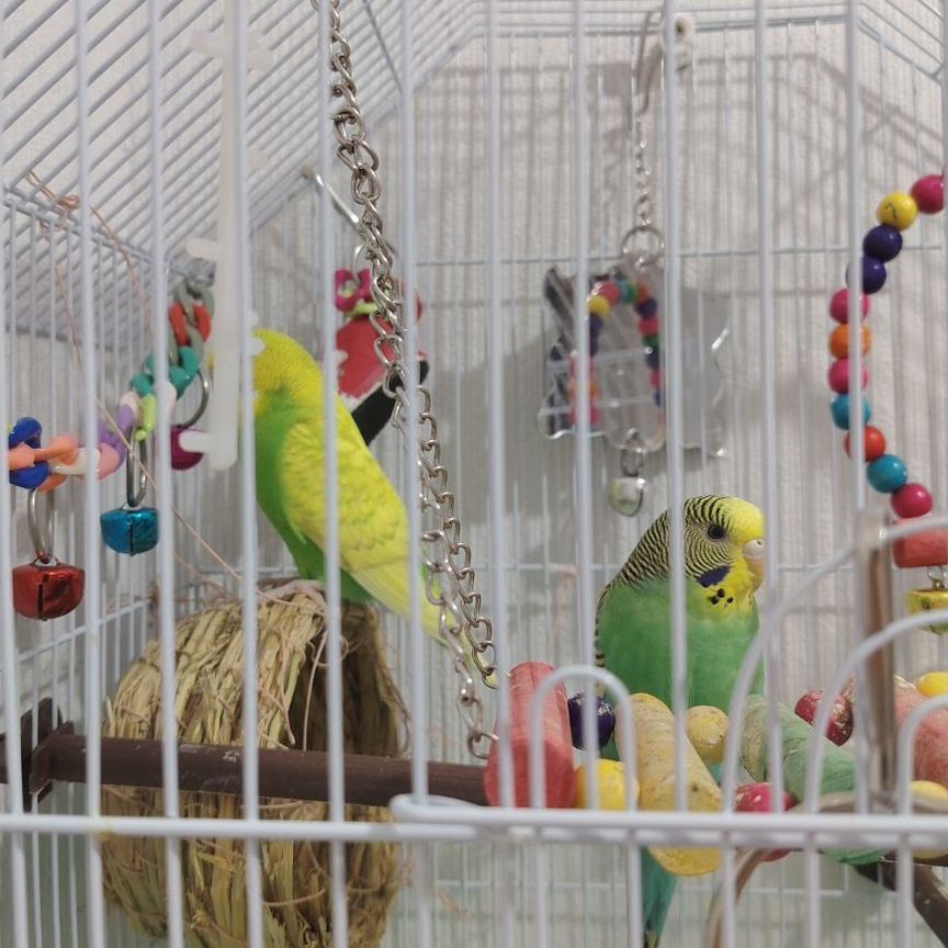 Волнистый попугай