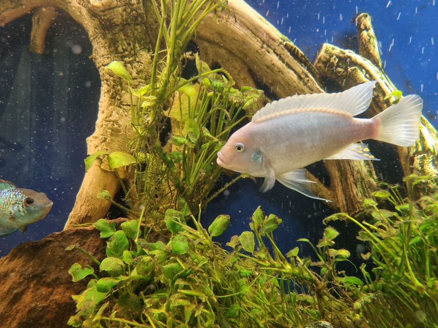 Украшение для аквариума