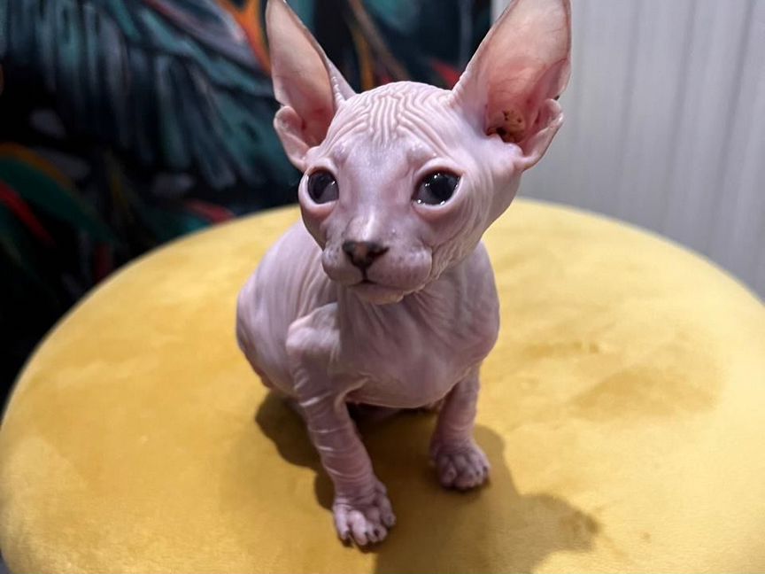 Котенок. Донской сфинкс