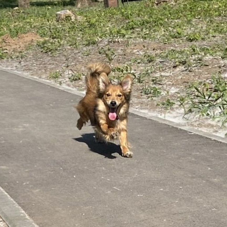 Отдам в добрые руки