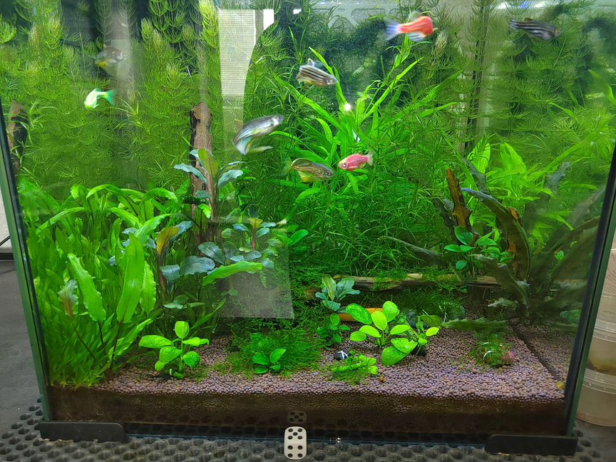 Креветки и аквариумные растения