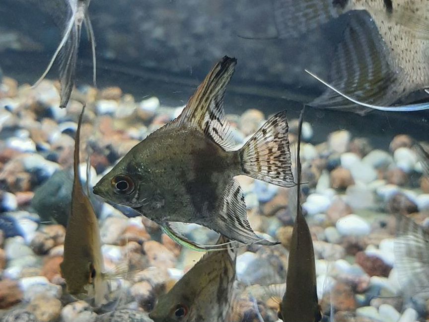 Рыбки скалярии