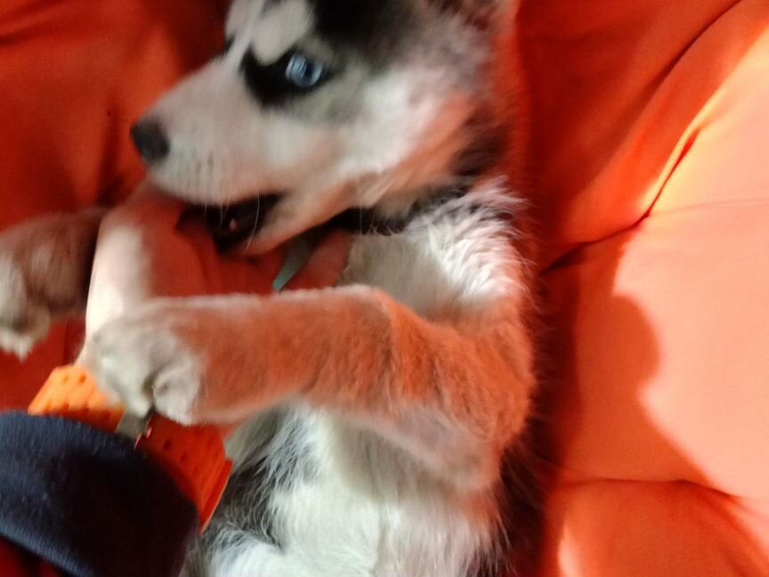 Продам хаску