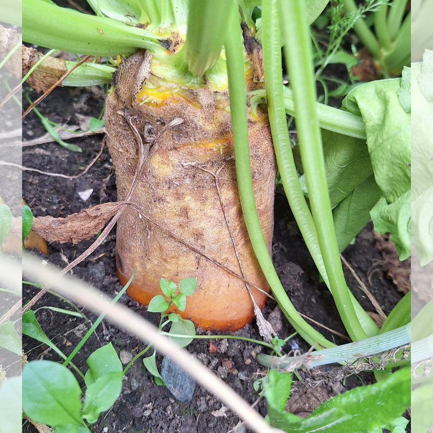 Свекла кормовая