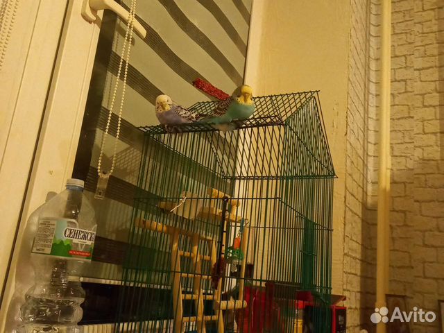 Попугайчики