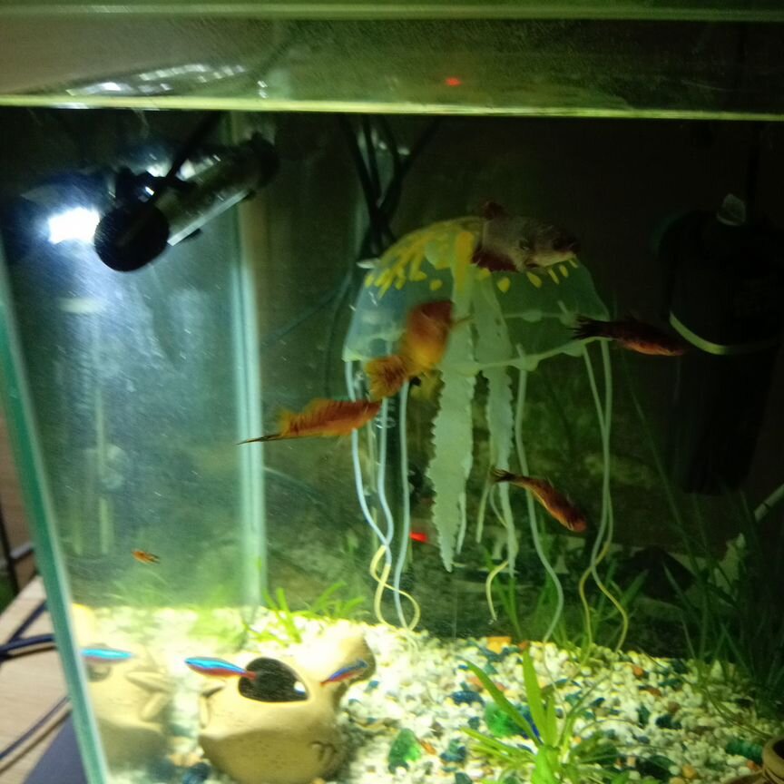 Продам меченосцев