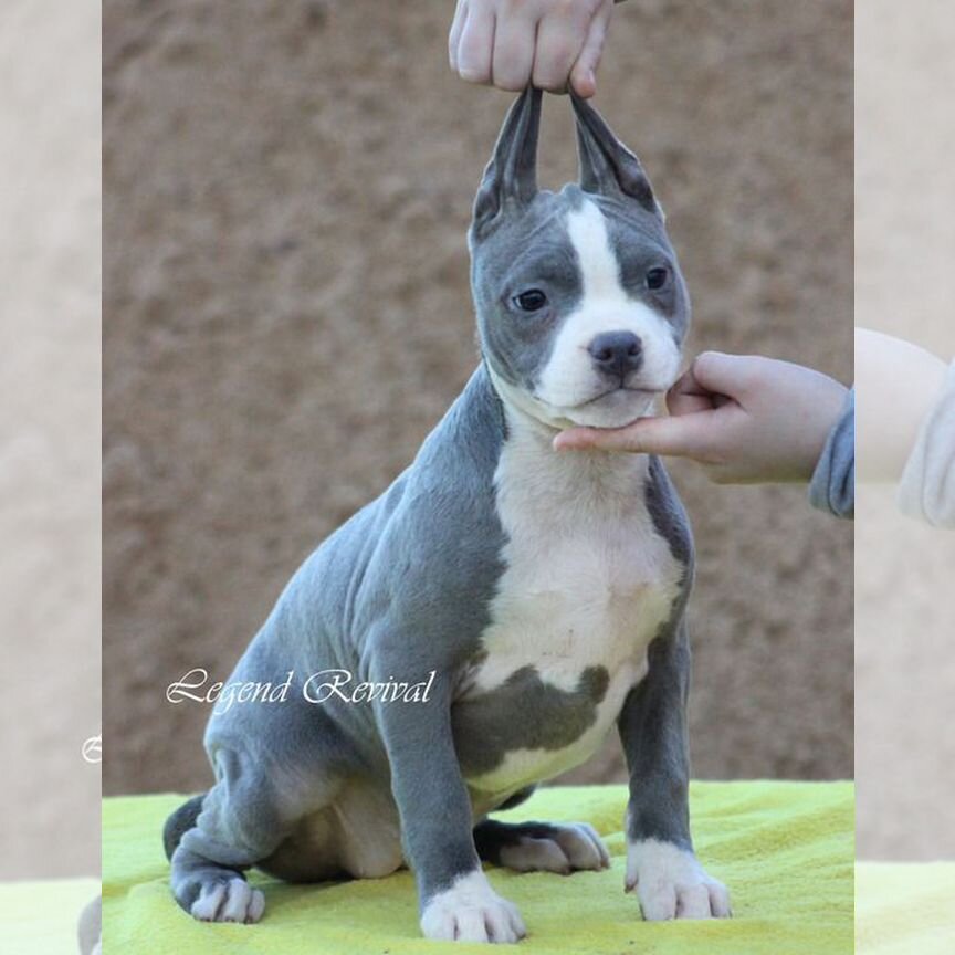 Американский стаффордширский терьер, щенок