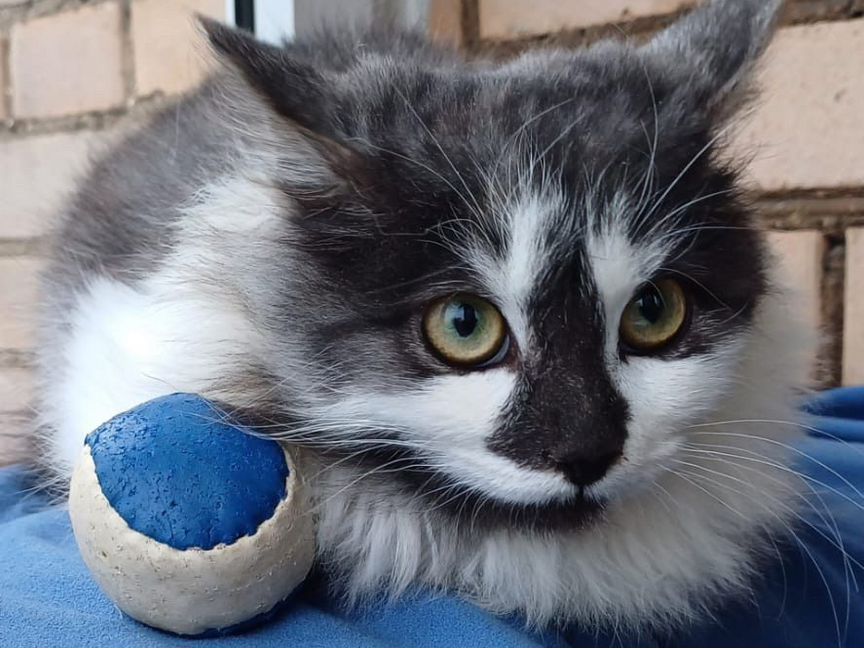 Котенок необыкновенный