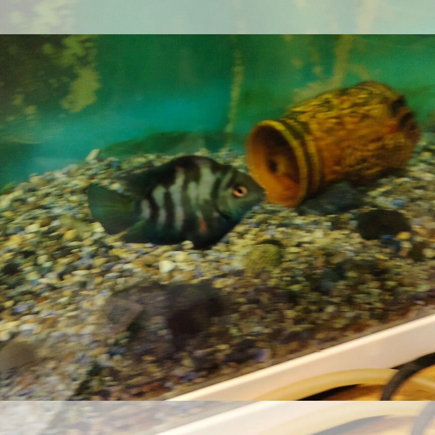 Сапфировый попугай 4 шт и 1 барбус