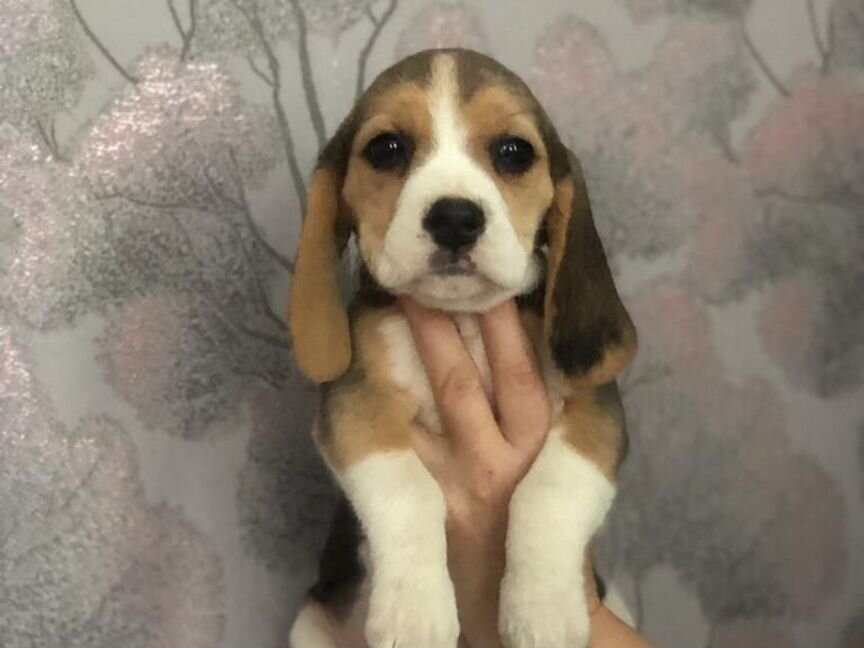 Щенки бигль