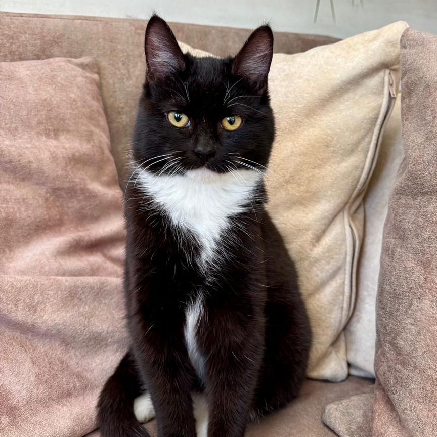 Мисс красота и элегантность ищет семью, 4 мес