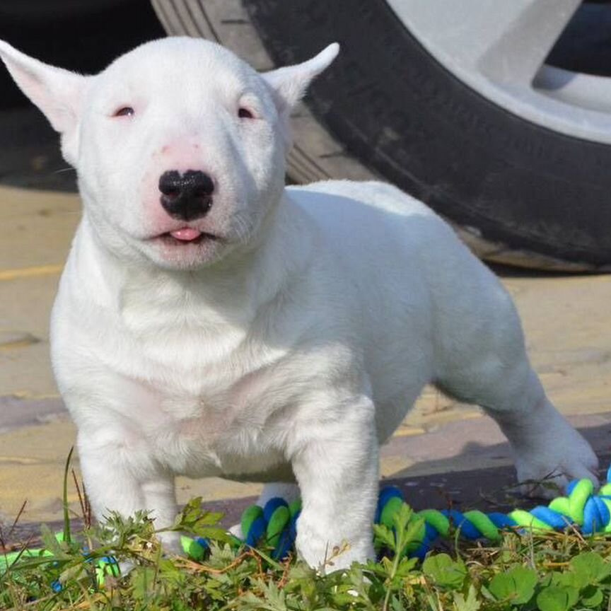 Мини-бультерьер, щенок