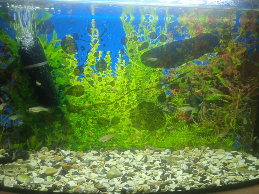 Аквариумные рыбки гуппи