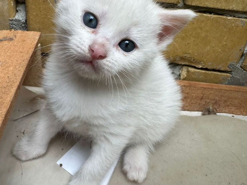 Котята белые 1мес