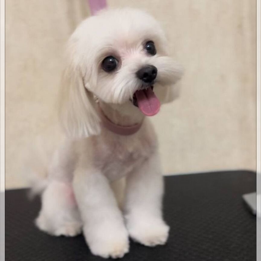 Мальтийская болонка, взрослая собака