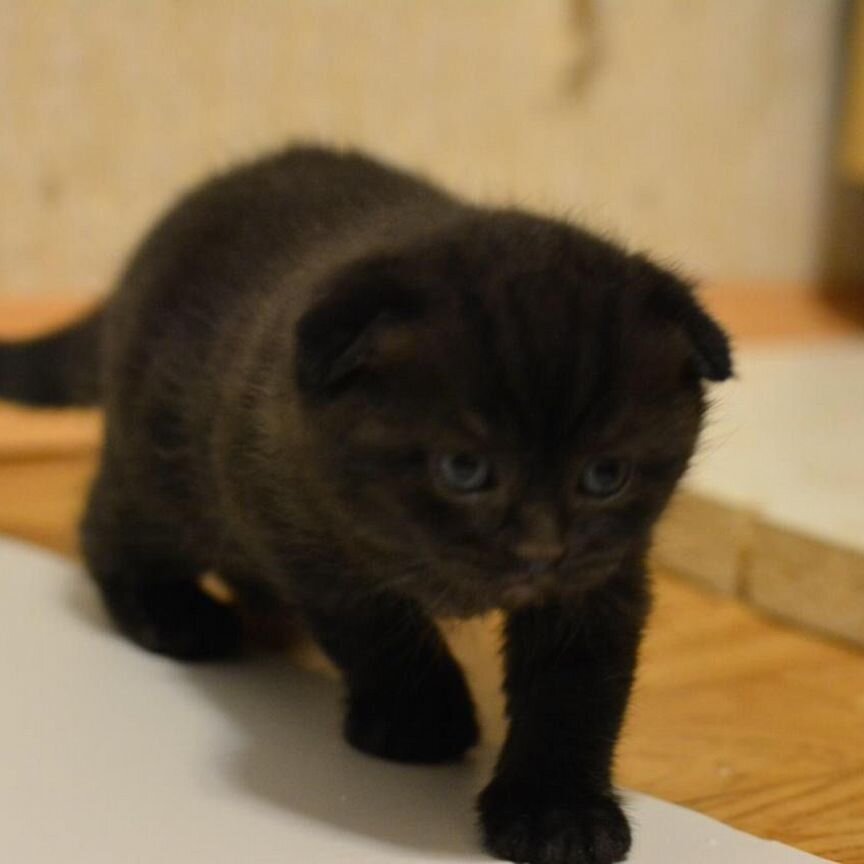 Шотландский плюшевый медвежонок