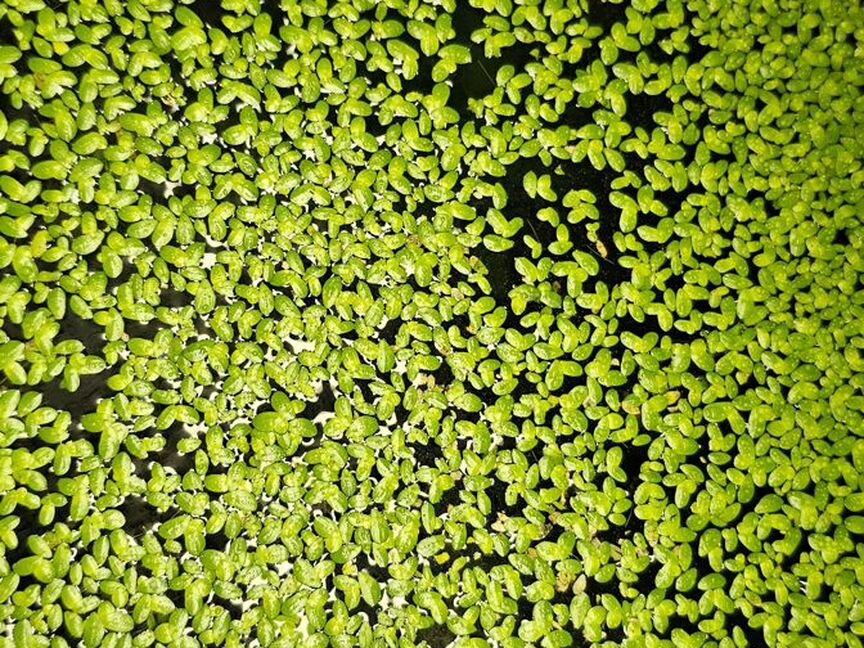 Ряска в аквариум