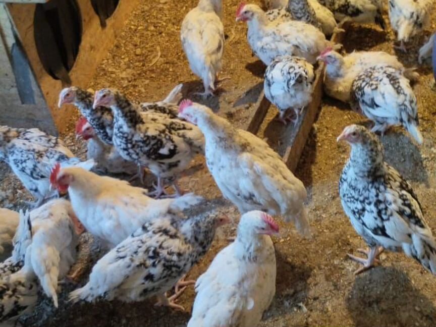 Куры несушки продам