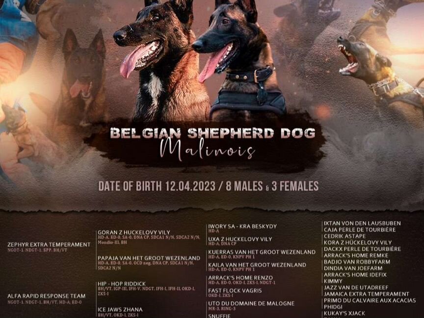 Малинуа щенки