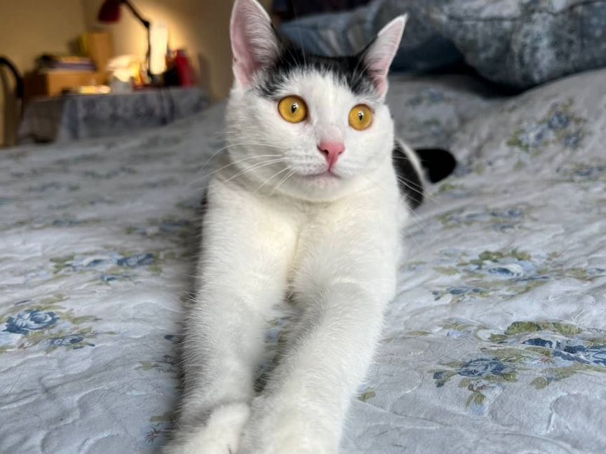 Кошка ищет семью