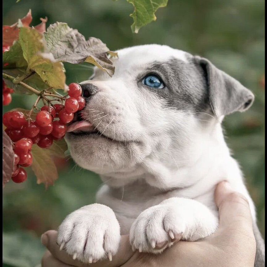 Щенок Ам. Стаффа