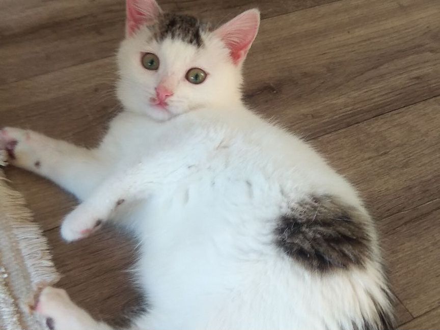 Котенок карапуз