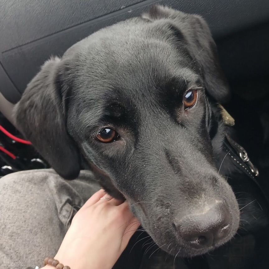 Лабрадор-ретривер, щенок