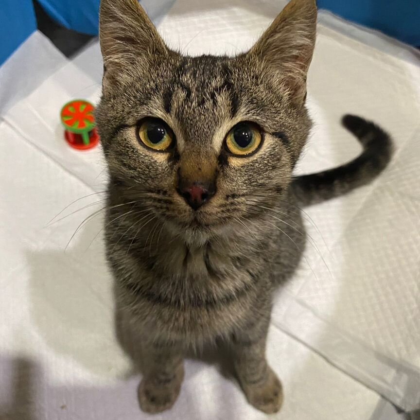 Котёнок в добрые руки