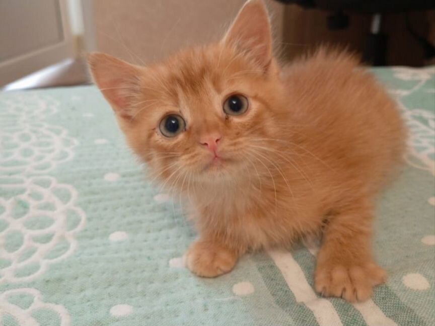 Рыжий котенок в добрые руки бесплатно