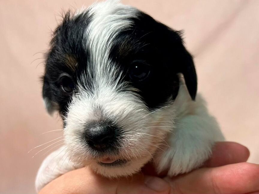 Джек рассел терьер щенок девочка