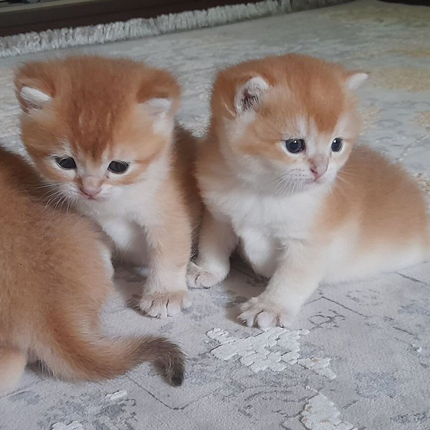Британский короткошёрстный котёнок