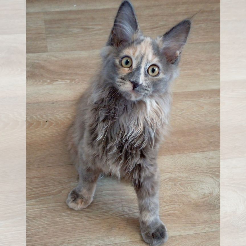 Мейн-кун котёнок