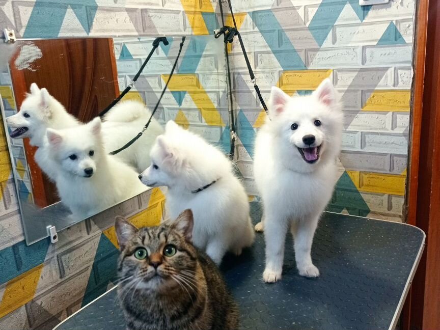 Декоративные собаки