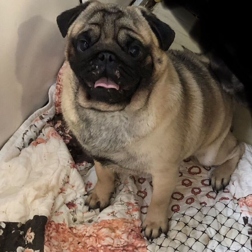 Мопс, взрослый пёс