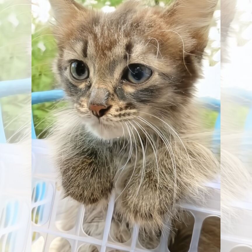 Котёнок в добрые руки