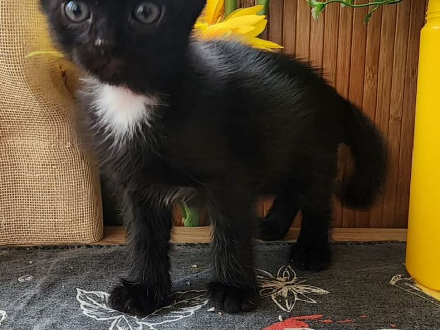 Кошка