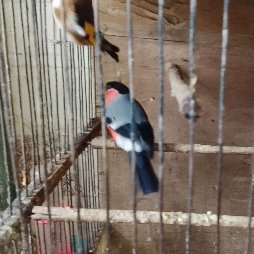 Певчие птицы